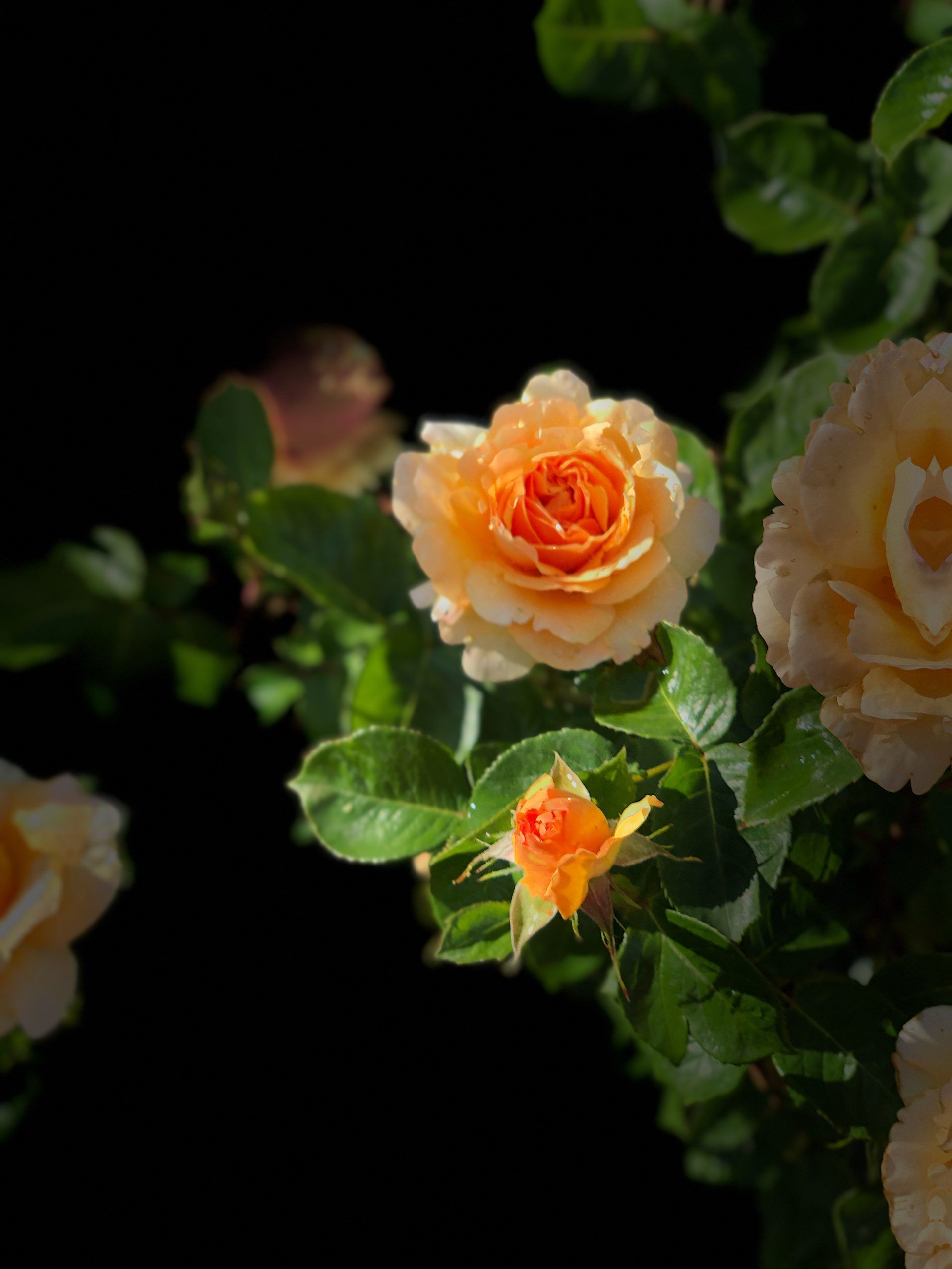 Ruth Lipton - Friends of Regent's Park & Primrose Hill