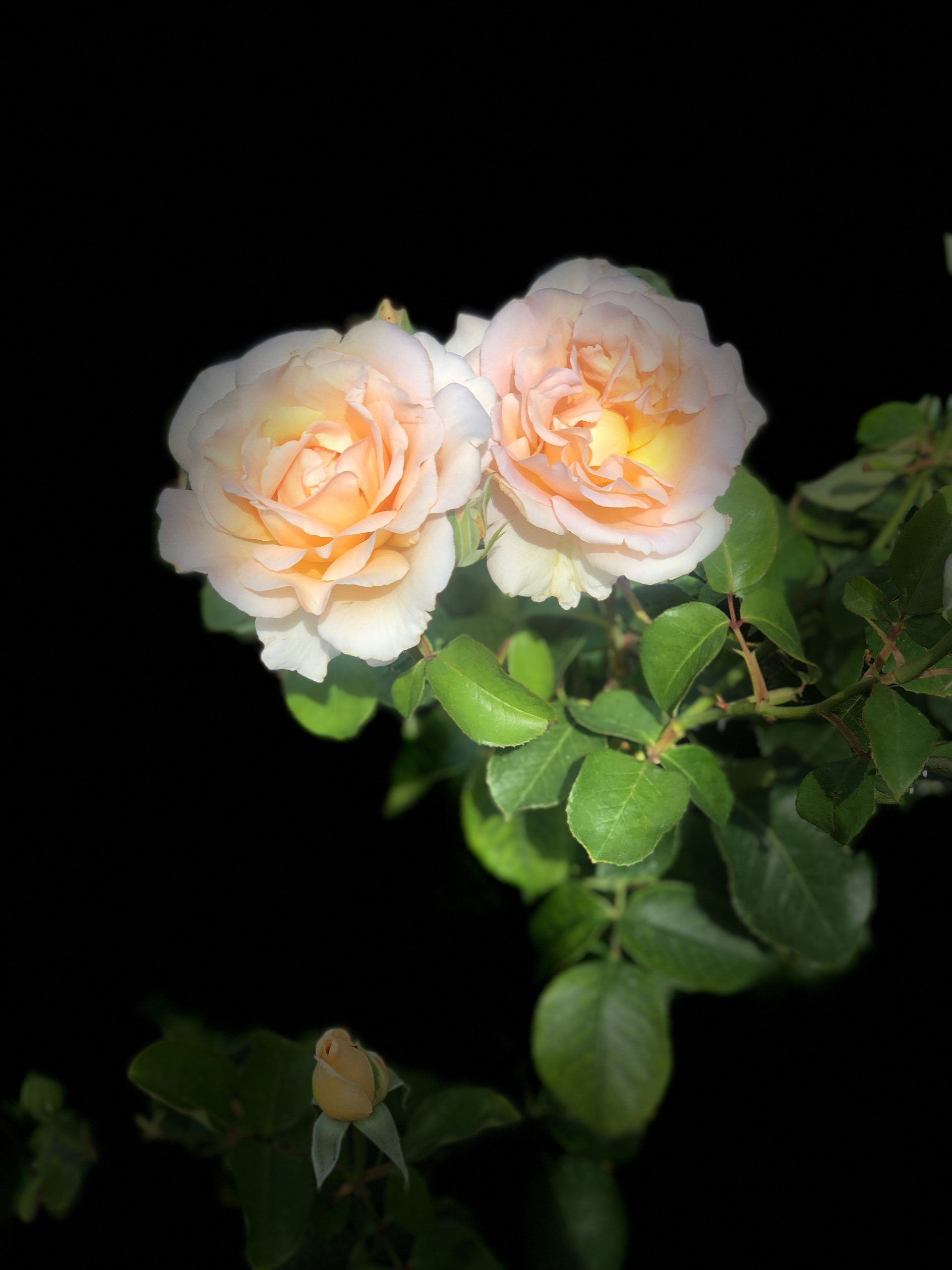 Ruth Lipton - Friends of Regent's Park & Primrose Hill